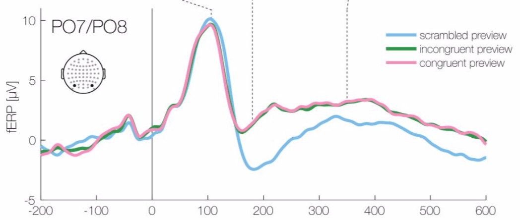 New article on bioRxiv! | Dr Antimo Buonocore