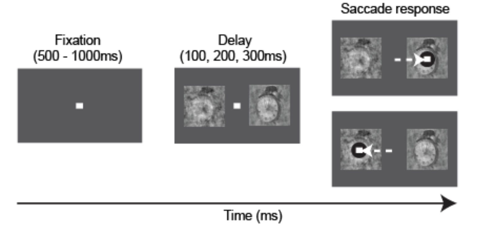 Visual forms cue spatial selection | Dr Antimo Buonocore